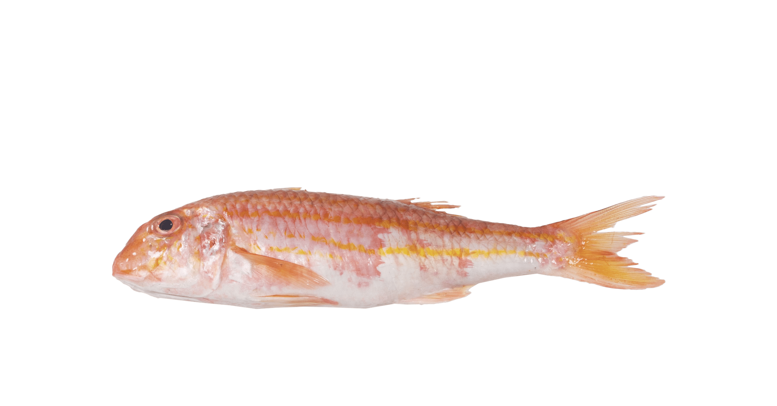 Red mullet - Dayseaday