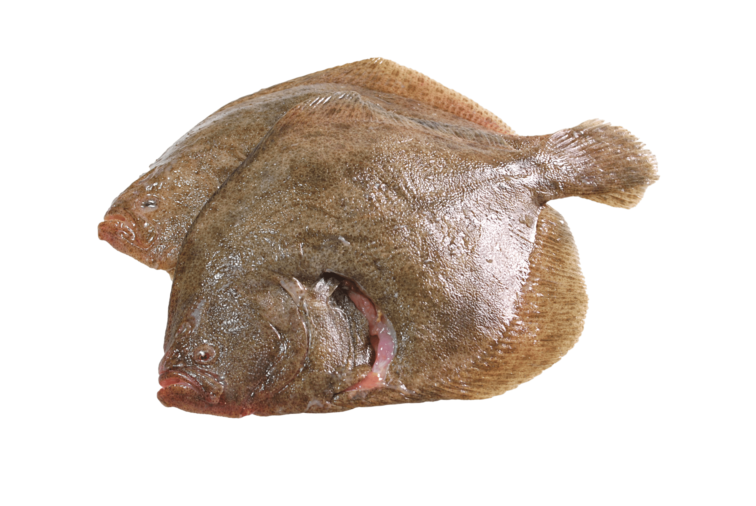 Turbot - Dayseaday